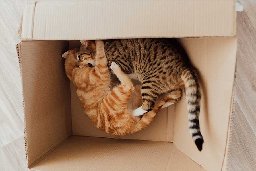 5 redenen waarom katten van kartonnen huizen houden – Katon.nl